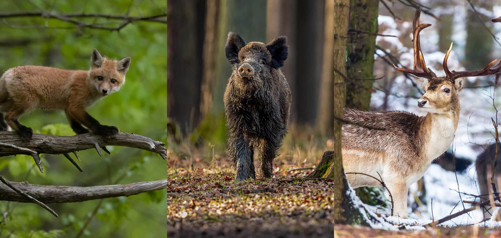 Capture Any Mouvements Remotely With Our Wildlife and Trail Cameras